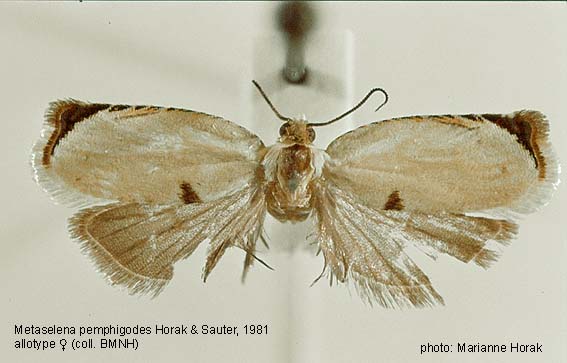 Papua Insects Foundation (Lepidoptera/Tortricidae)